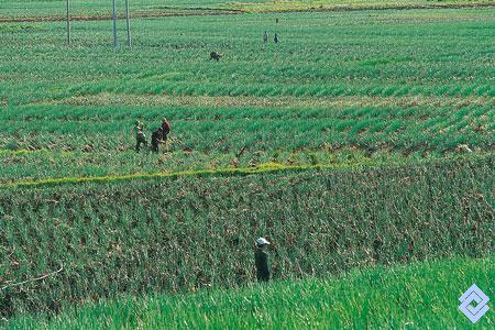 Banco de Occidente :::. Cultivo de cebolla junca cerca de Aquitania.