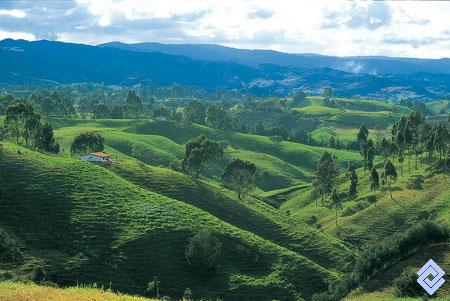 Banco de Occidente :::. Colinas muy disectadas con fuerte pastoreo en ...