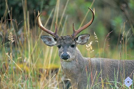 Banco de Occidente :::. El venado de cola blanca, Odocoileus ...