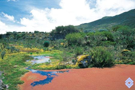 Banco de Occidente :::. Laguna de páramo cubierta por el helecho ...