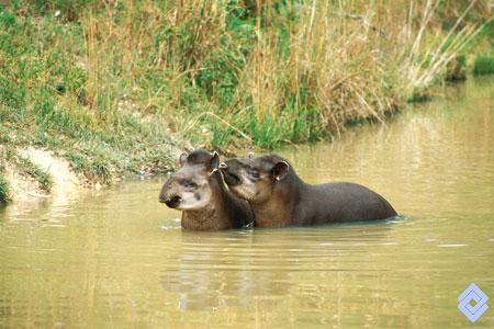 Banco de Occidente :::. La danta, Tapirus terrestris, es el mayor ...