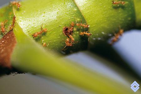 Banco de Occidente :::. Las diminutas hormigas del género Azteca ...