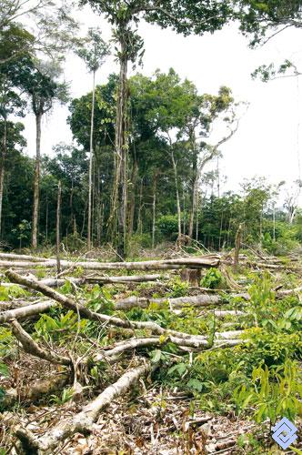 Banco de Occidente :::. La selva tropical con su gran biodiversidad ...