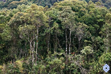 Banco de Occidente :::. Bosque altoandino caracterizado por su baja ...