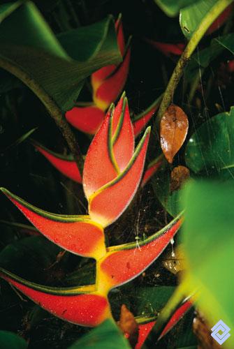 Banco de Occidente :::. Flor del platanillo, Heliconia wagneriana ...