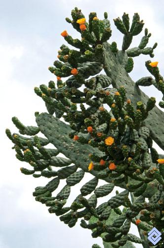 Banco de Occidente :::. Cactus o penca Opuntia sp., elemento ...