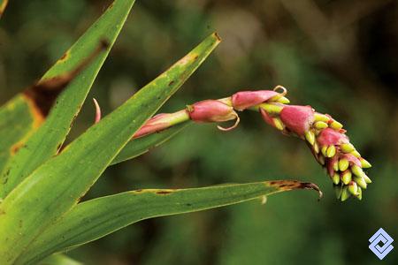 Banco de Occidente :::. Una porción importante de la diversidad vegetal ...