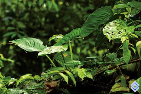 Banco de Occidente :::. Una porción importante de la diversidad vegetal ...