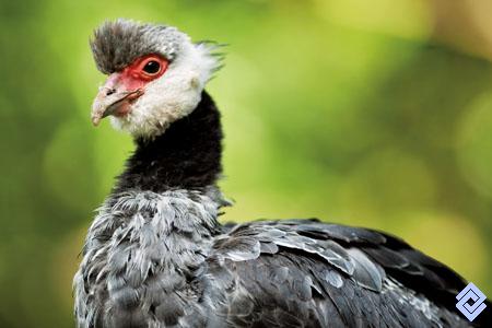 Banco de Occidente :::. La chavarría, Chauna chavaria, es un ave ...