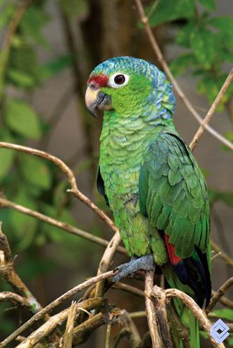 Banco de Occidente :::. La Amazona autumnalis es un loro muy común en ...