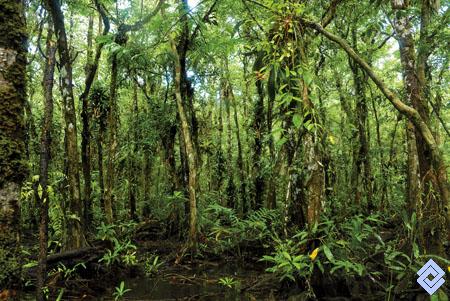 Banco de Occidente :::. Bosque de mangle piñuelo.