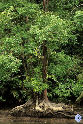 Banco de Occidente :::. Los mangles, piñuelo, nato y rojo, ocupan ...