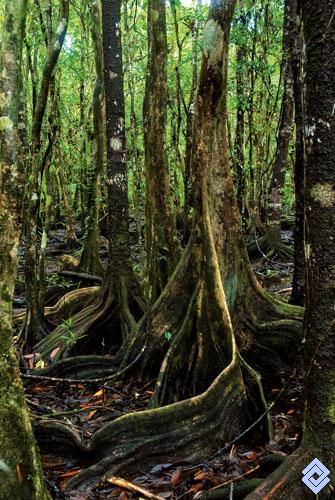 Banco de Occidente :::. Los mangles, piñuelo, nato y rojo, ocupan ...