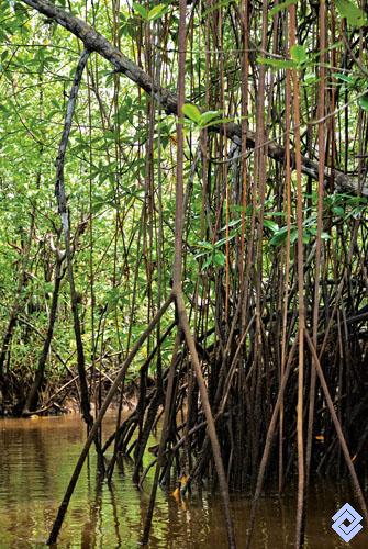 Banco de Occidente :::. Los mangles, piñuelo, nato y rojo, ocupan ...
