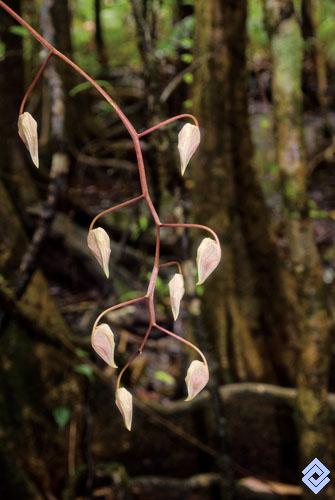 Banco de Occidente :::. Los mangles, piñuelo, nato y rojo, ocupan ...