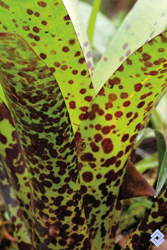 Banco de Occidente :::. Los mangles, piñuelo, nato y rojo, ocupan ...