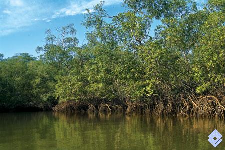 Banco de Occidente :::. Los manglares bordean gran parte de la Bah?a de Tumaco.