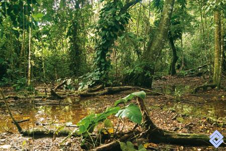 Banco de Occidente :::. Interior de un bosque inundable.