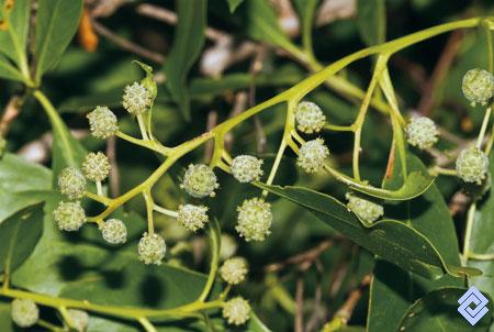 Banco de Occidente :::. Flores del mangle blanco, Laguncularia racemosa.