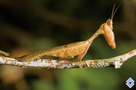Banco de Occidente :::. Mantis o rezandera, un insecto frecuente en los ...