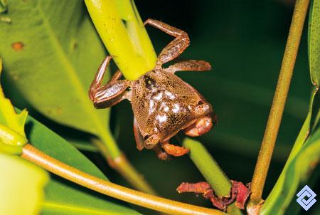 Banco de Occidente :::. Cangrejo de mangle, Aratus pisoni.