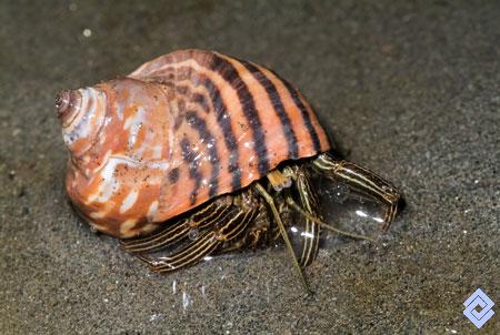 Banco de Occidente :::. Cangrejo ermita?o, Pagurus sp.