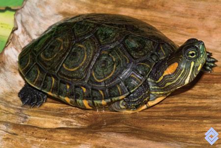 Banco de Occidente :::. Icotea, Trachemys scripta callirostris ...