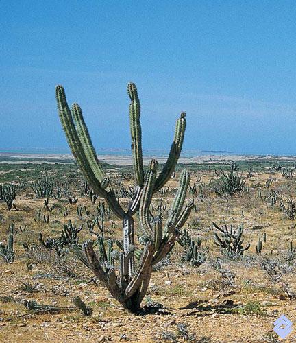 Banco de Occidente :::. Paisaje xerofítico donde dominan especies de ...