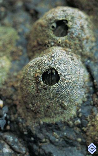 Banco de Occidente :::. Los quitones son invertebrados que se fijan a ...