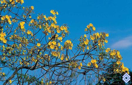Banco de Occidente :::. En verano algunas especies como el bototo ...