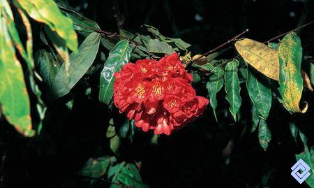 Banco de Occidente :::. En verano algunas especies como el bototo ...