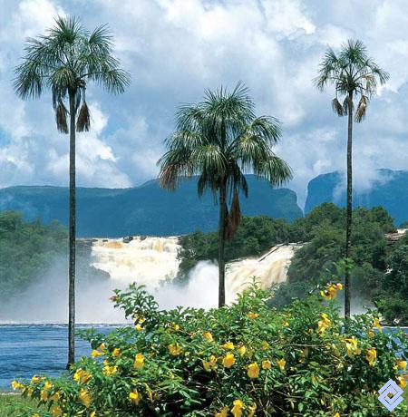 Banco de Occidente :::. Los ríos de aguas negras forman grandes ...