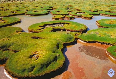 Banco de Occidente :::. Los grandes cojines de Plantago rigida son ...