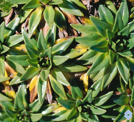 Banco de Occidente :::. Plantago rigida, plantaginácea.