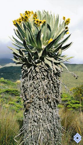 Banco de Occidente :::. Los frailejones son rosetas gigantes que ...