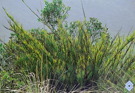 Banco de Occidente :::. En los páramos de mayor humedad atmosférica ...