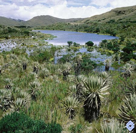Banco de Occidente :::. Los páramos, verdaderas fábricas de agua, deben ...