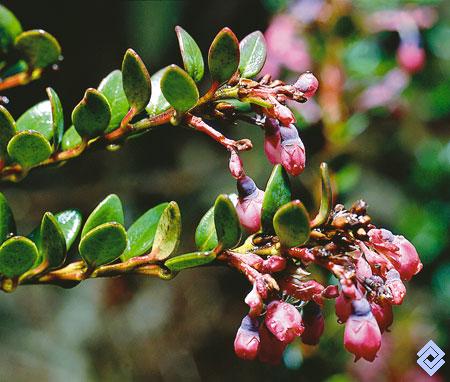 Banco de Occidente :::. El agraz, Vaccinium floribundum, de hojas muy ...