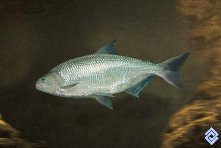 Banco de Occidente :::. La sabaleta, Brycon sp, es muy ágil y puede ...