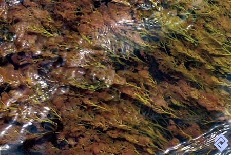Banco de Occidente :::. Algunas plantas acuáticas se han adaptado a ...