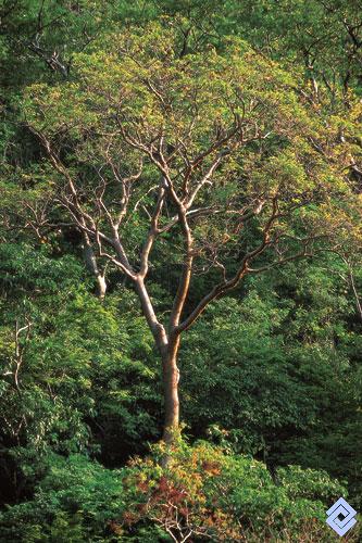 Banco de Occidente :::. Resbalamono en el estrato emergente del bosque.