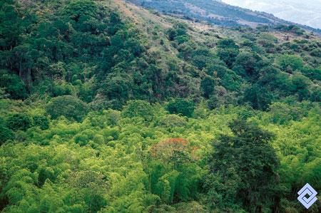 Banco de Occidente :::. En el Valle del Cauca los remanentes de bosque ...