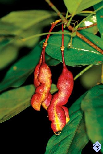 Banco de Occidente :::. Semilla de la leguminosa Swartzia sp