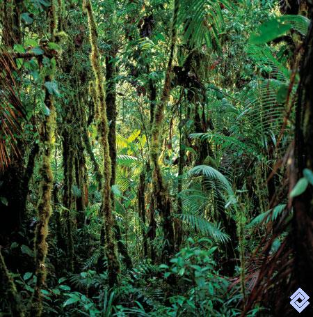 Banco de Occidente :::. La selva húmeda tropical fue uno de los biomas ...