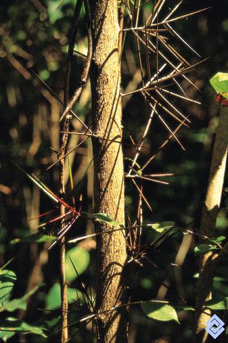 Banco de Occidente :::. Tronco espinoso de la palma chonta.