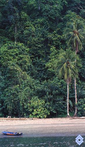 Banco de Occidente :::. La selva pluvial de la serranía presenta un ...