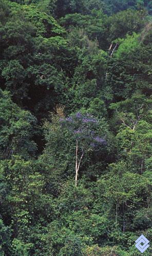 Banco de Occidente :::. La selva pluvial de la serranía presenta un ...