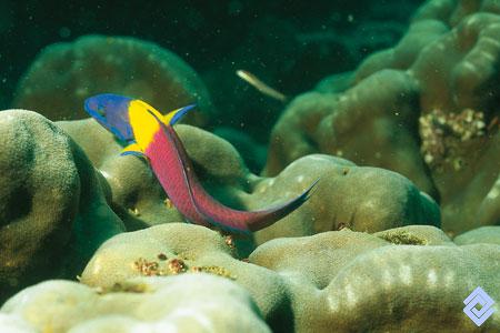 Banco de Occidente :::. Labrido