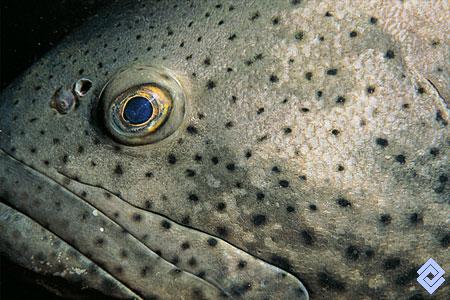 Banco de Occidente :::. Detalle de un mero guasa, uno de los peces más ...